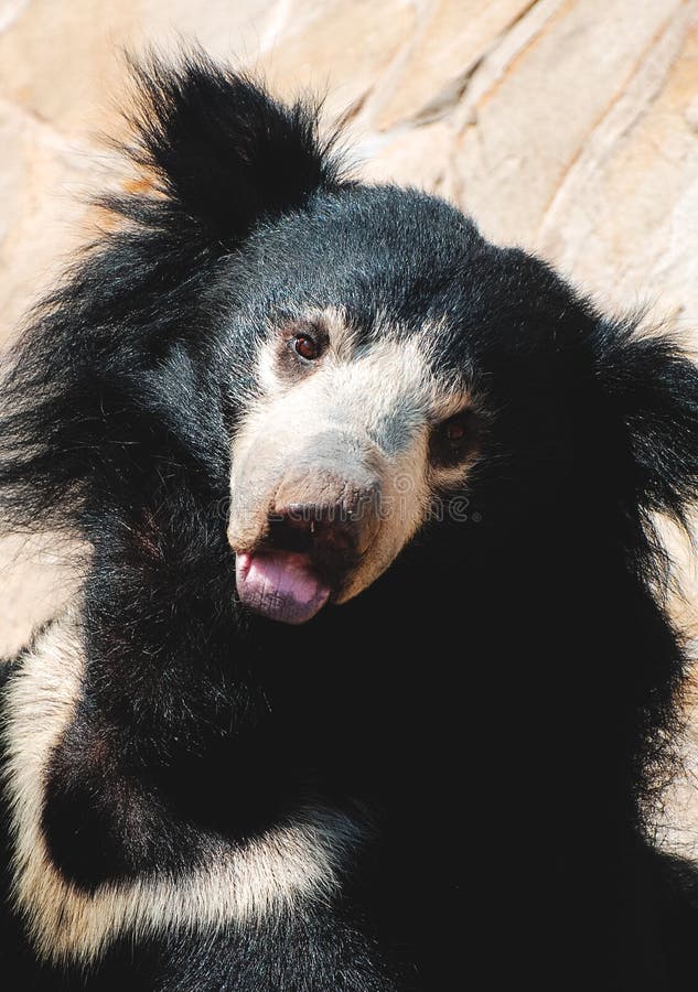 Black sloth bear stock photo. Image of nose, black, nostrils - 49464160