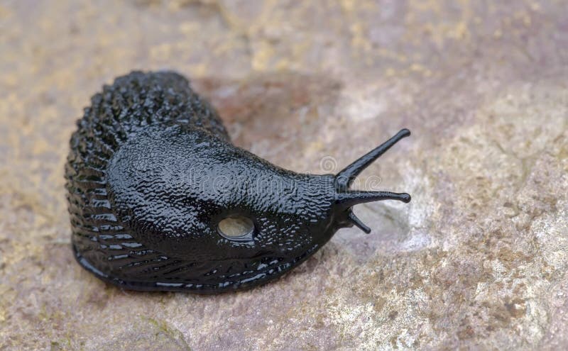 Black Slug with Horns Crawling on Gravel Stock Photo - Image of animal ...