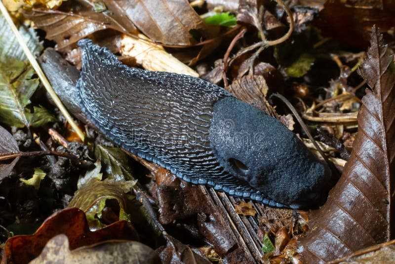 Black Slug - Arion Vulgaris - in it S Natural Environment Stock Image ...