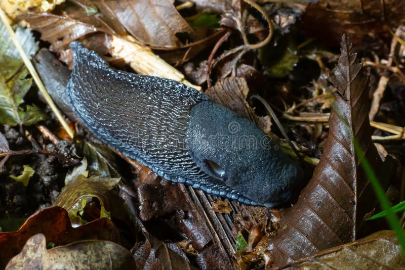 Black Slug - Arion Vulgaris - in it`s Natural Environment Stock Photo ...