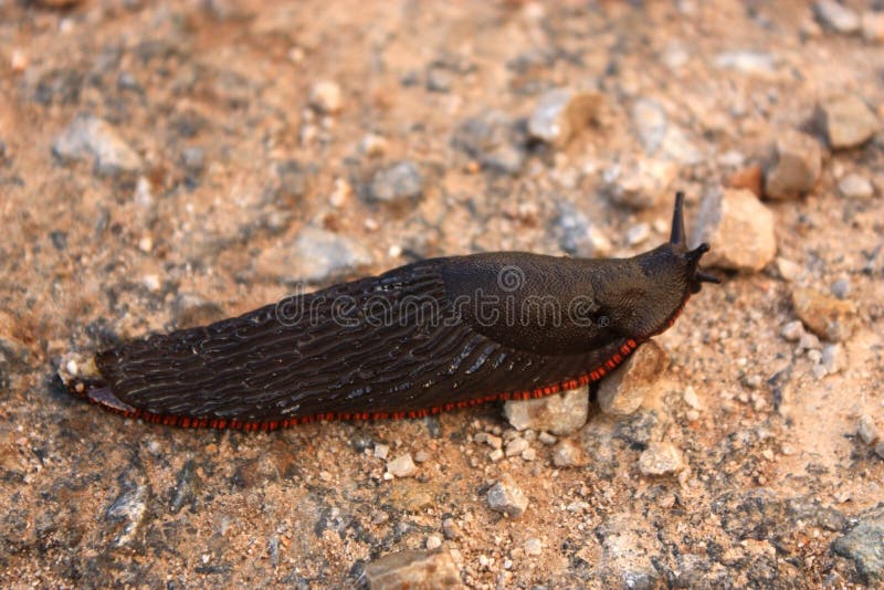 Black Slug stock photo. Image of unpleasant, slug, black - 82712122