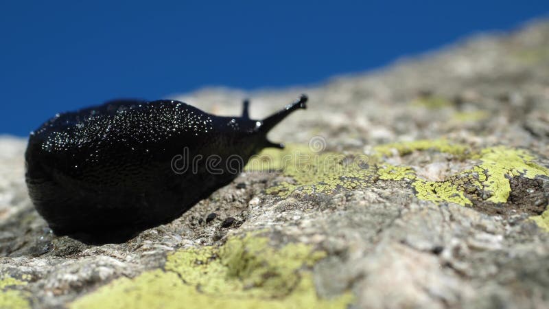 A Black Slug Crawls Along a Dirt Road. Forest Slugs Arionidae - a ...