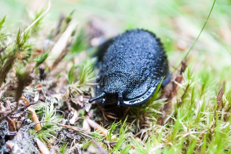 Black slug stock image. Image of forrest, slimy, slug - 61406357