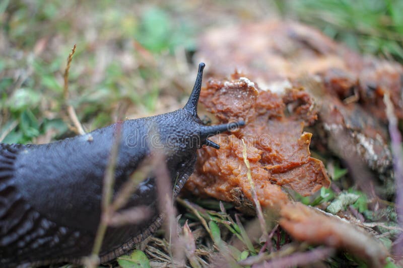 A Black Slug Feeding on a Rotten Apple Stock Image - Image of life ...