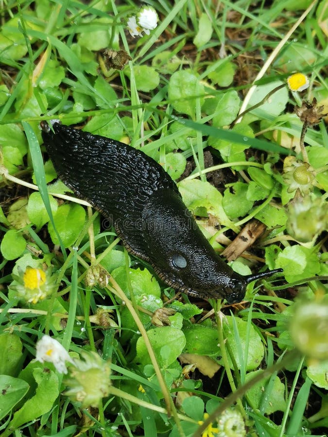 Black Slug on Green Plants stock image. Image of slug - 272013601