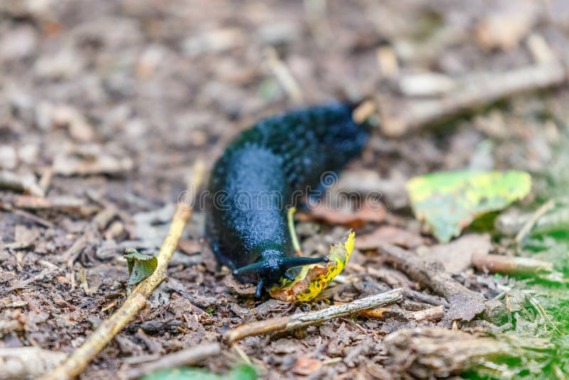 Red slug on the ground stock photo. Image of patience - 36324396
