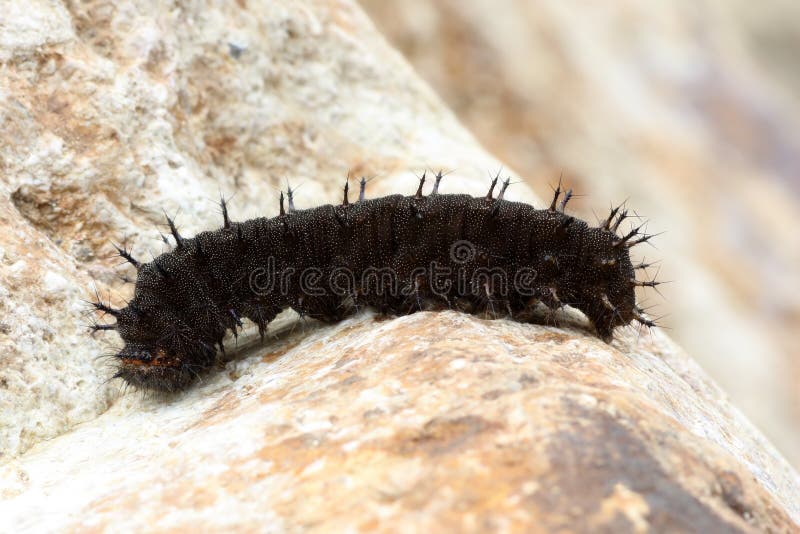 1,921 Slug Texture Stock Photos - Free & Royalty-Free Stock Photos from ...