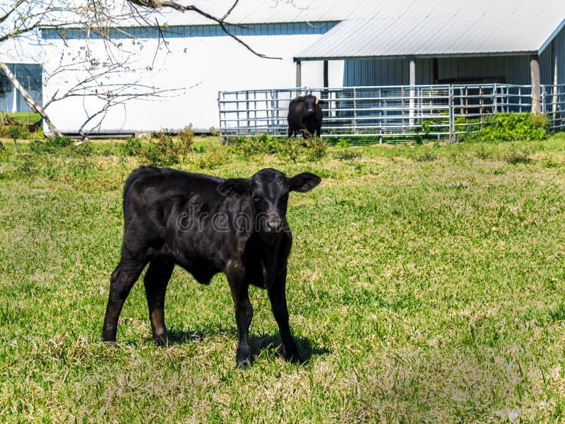 Cow Forward Facing White Background Stock Photos - Free & Royalty-Free ...