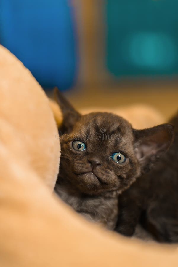 322 Black Devon Rex Photos - Free & Royalty-Free Stock Photos from ...