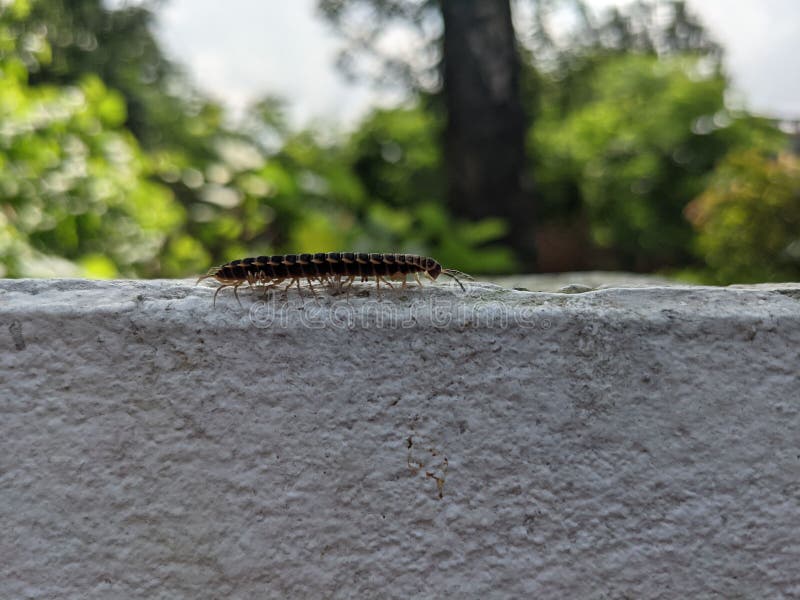 Black, Small Millipede on the Wall Stock Image - Image of wildlife ...