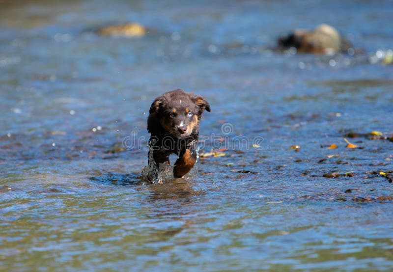 Black Small Puppy Running in the Water Stock Photo - Image of running ...
