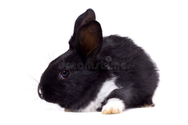 Black small rabbit isolate stock image. Image of mammal - 136436319