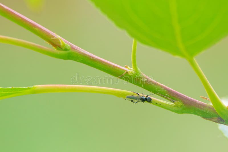 Simulium fly stock image. Image of insects, little, black - 242657403