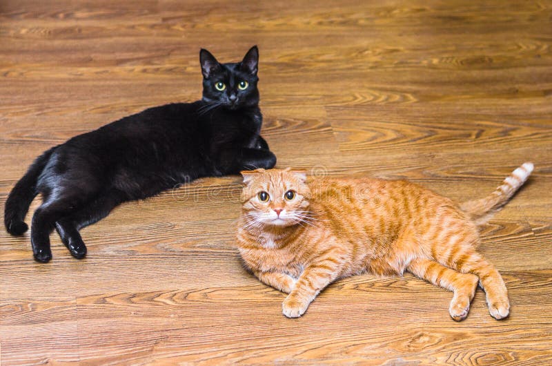 Black Smooth Cat and Red Scottish Fold Cat Quietly Lie on the Laminate ...