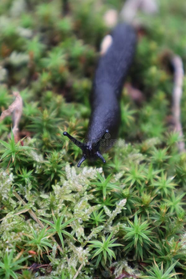 Black Snail stock image. Image of moss, snail, nature - 197031735