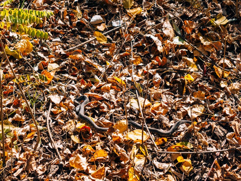 Black Snake Adder in Dry Leaves in the Forest Stock Image - Image of ...