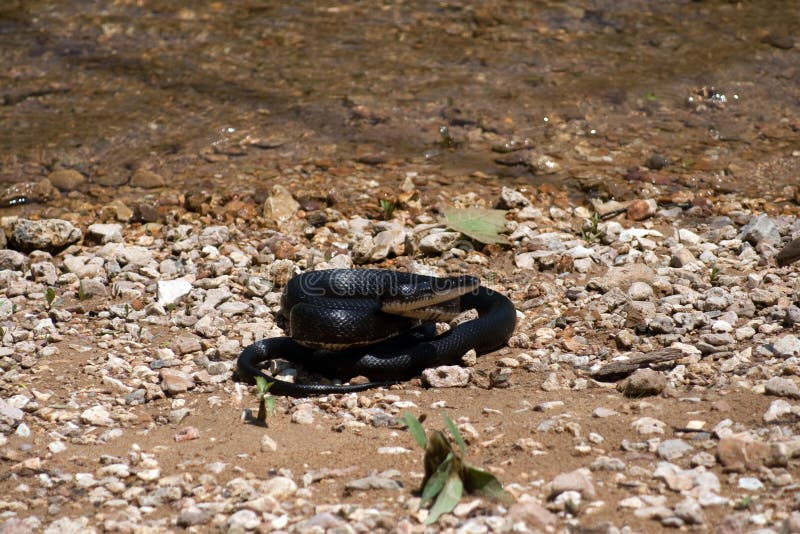 Angry Coiled Snake Stock Photos - Free & Royalty-Free Stock Photos from ...