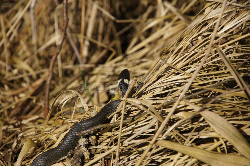 Black Snake Crawling on the Yellow Grass Stock Photo - Image of fear ...