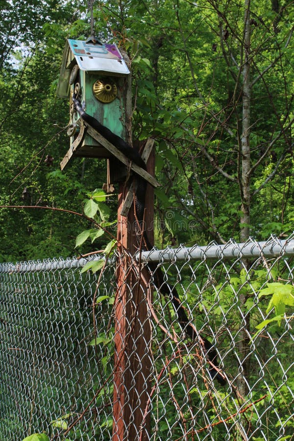 Black Snake Exiting a Bird Box Stock Photo - Image of outdoors ...