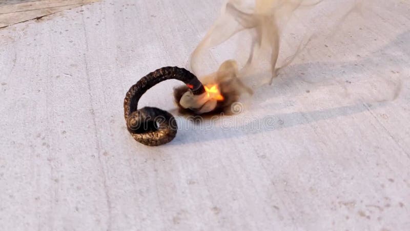 Black Snake Firecracker Also Known As Snake Tablet Stock Footage ...