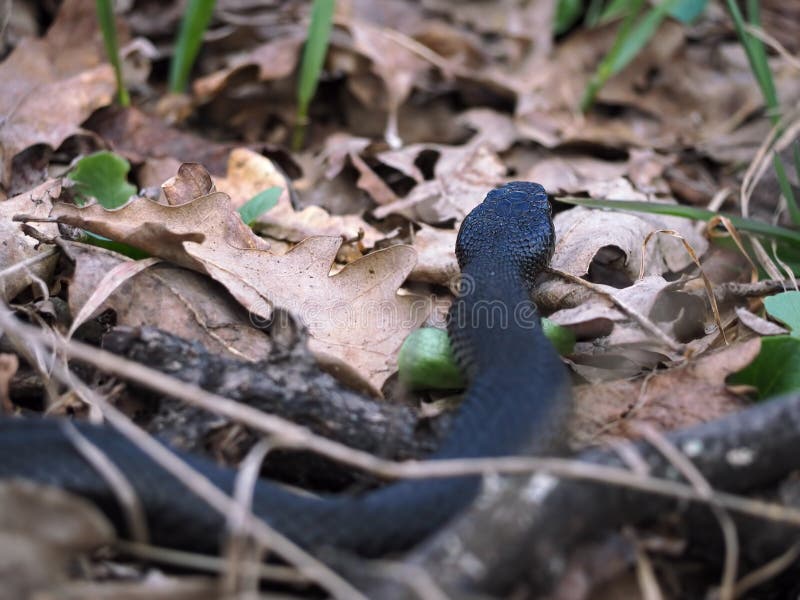 Black Snake at Forest on Grass View from Back Stock Image - Image of ...