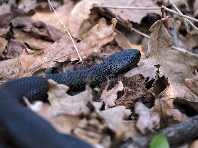Black Snake at the Forest on Leaves View from Back Stock Image - Image ...