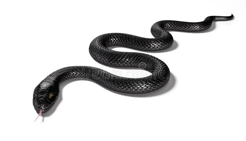 Black Snake Png