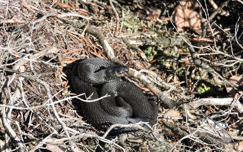 Black snake in marsh stock photo. Image of snake, nature - 93894490