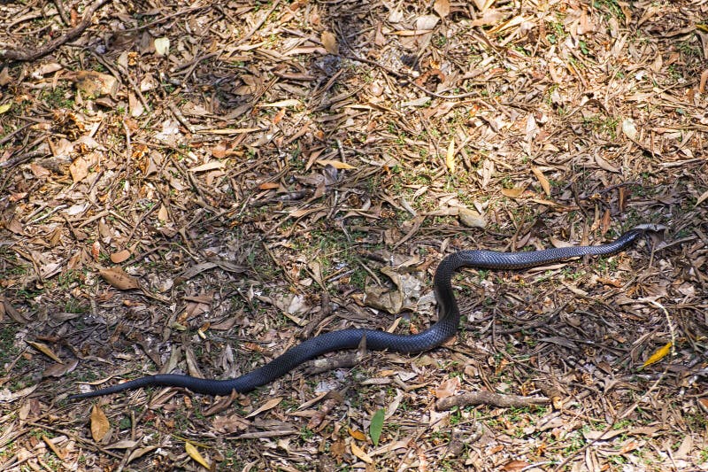 Black Snake in Queensland stock image. Image of colour - 232283019