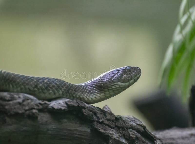 808 Log Snake Stock Photos - Free & Royalty-Free Stock Photos from ...