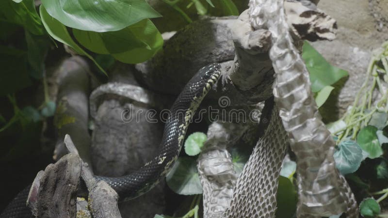 Black Snake Firecracker Also Known As Snake Tablet Stock Video - Video ...