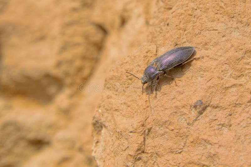 Kowtow bug stock image. Image of snapping, wildlife - 242514205