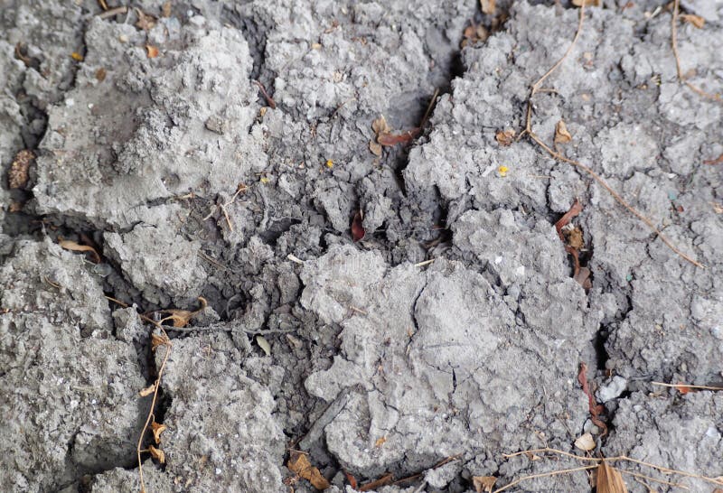 The Black Soil Has Been Destroyed by the Vultures. Causing To See the ...