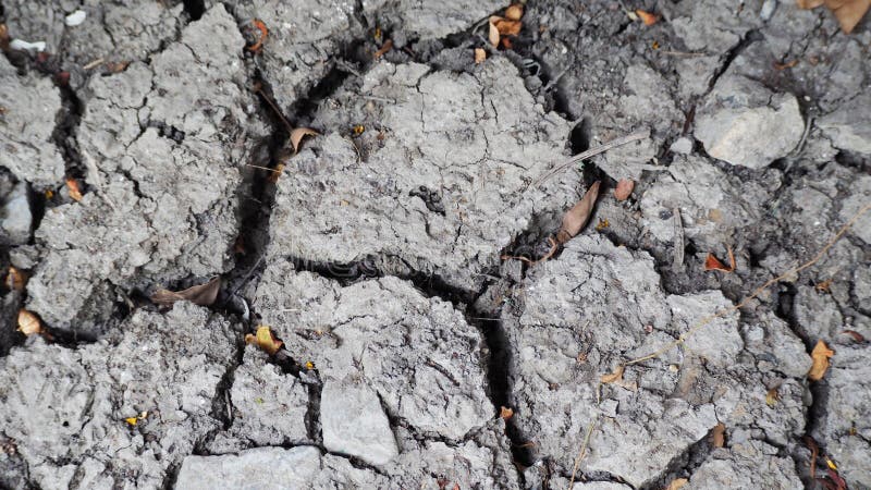 The Black Soil Has Been Destroyed By The Vultures. Causing To See The ...