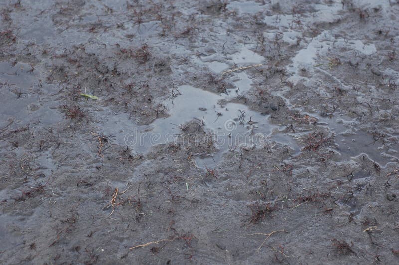 Black soil after rain stock image. Image of macro, cultivated - 80660397