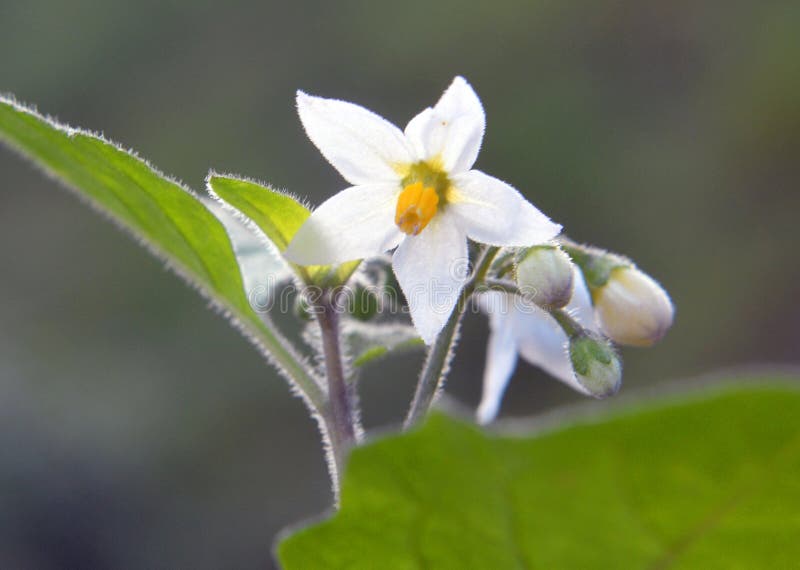 The Black Solanum (Solanum Nigrum) Plant Grows in Nature Stock Photo ...