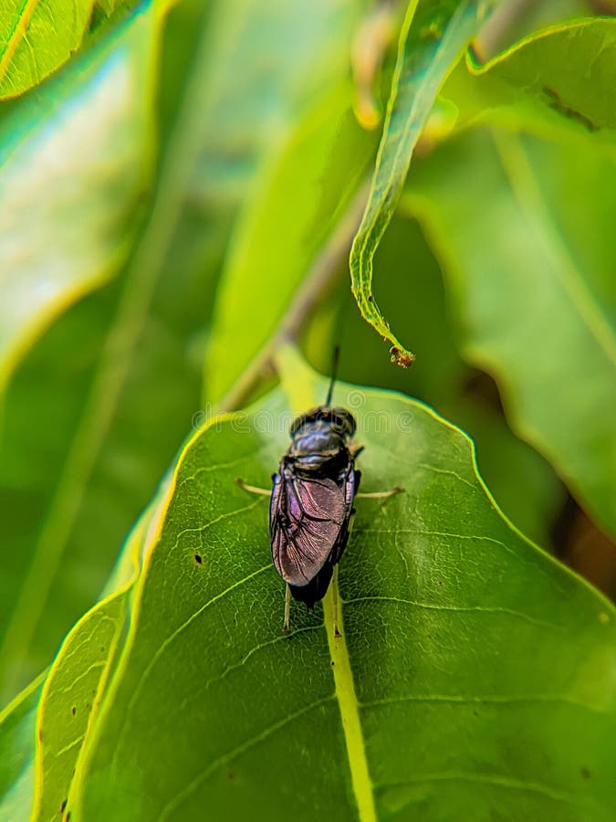 113 Black Soldier Flies Stock Photos - Free & Royalty-Free Stock Photos ...
