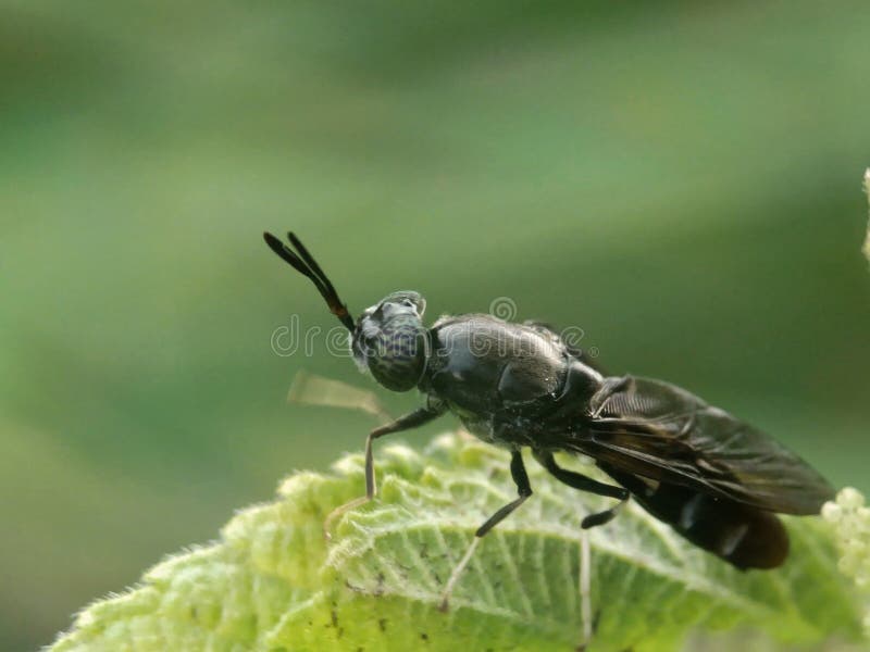 Black Soldier Fly with Broken Wings Perched on the Green Leaf Stock ...