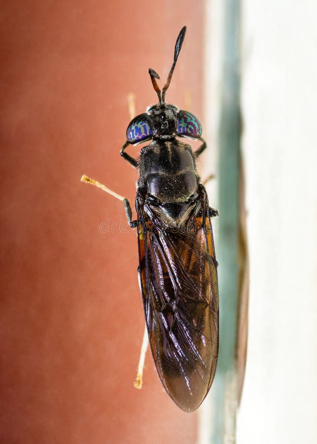 Black Soldier Fly, Hermetia Illucens Stock Image - Image of natural ...