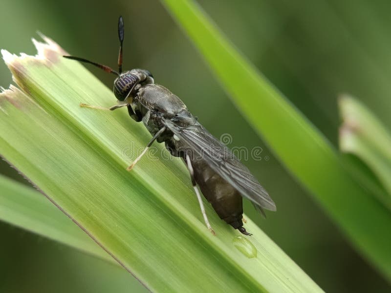 Black Soldier Fly Perched on the Grass Stock Image - Image of arthropod ...