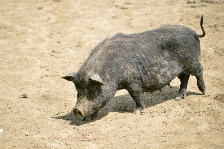 Black sow stock image. Image of france, grey, profile - 42196553