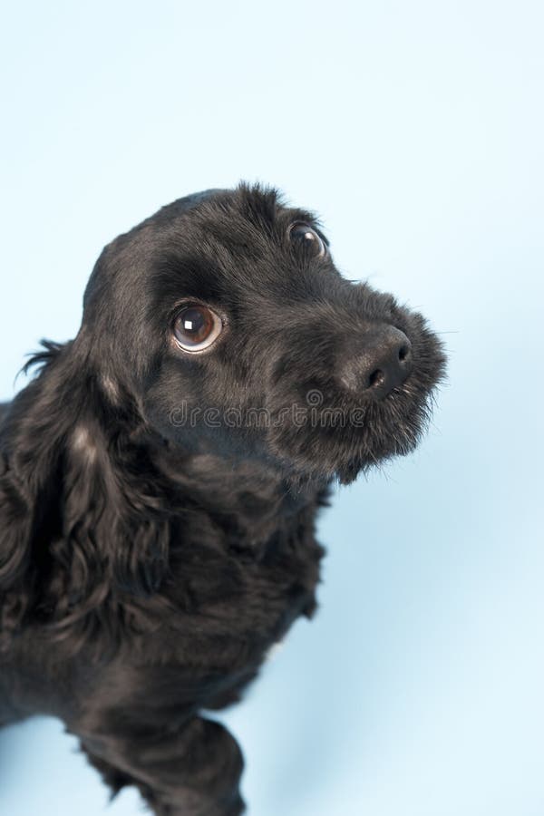 Black Spaniel Puppy in Studio Stock Photo - Image of blue, faithful ...