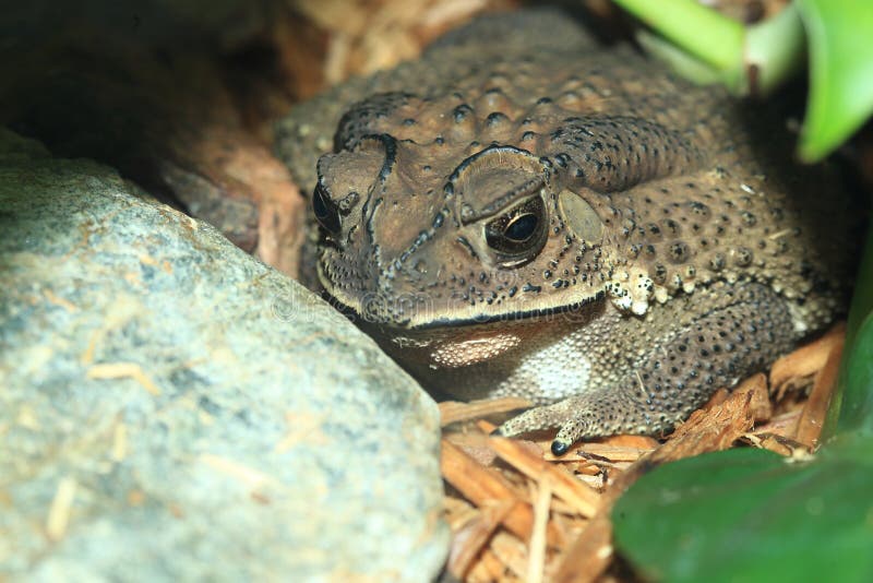 Black spectacled toad stock image. Image of amphibian - 104037609