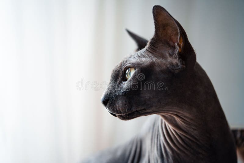 360 Side Sphinx View Stock Photos - Free & Royalty-Free Stock Photos ...