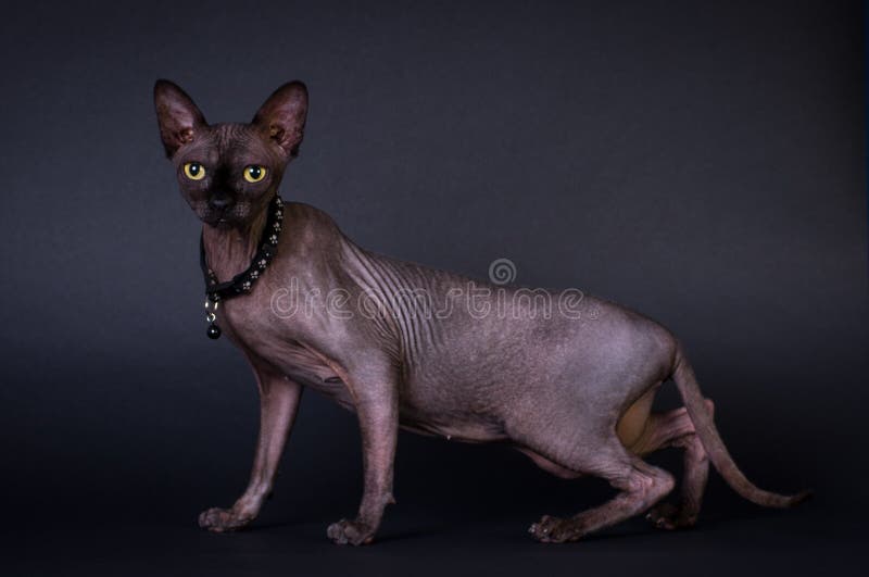 Black sphinx portrait cat stock image. Image of friendly - 98196585