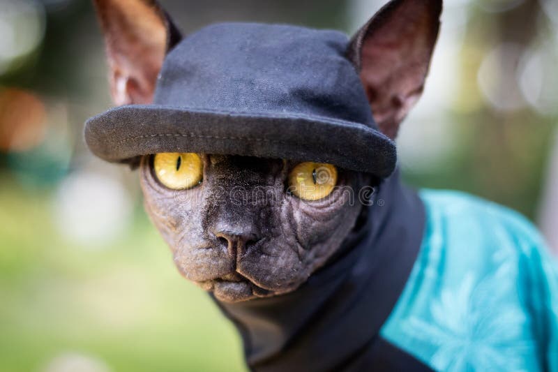 Black Sphynx Hairless Cat with a Cap Hat Exploring Stock Photo - Image ...
