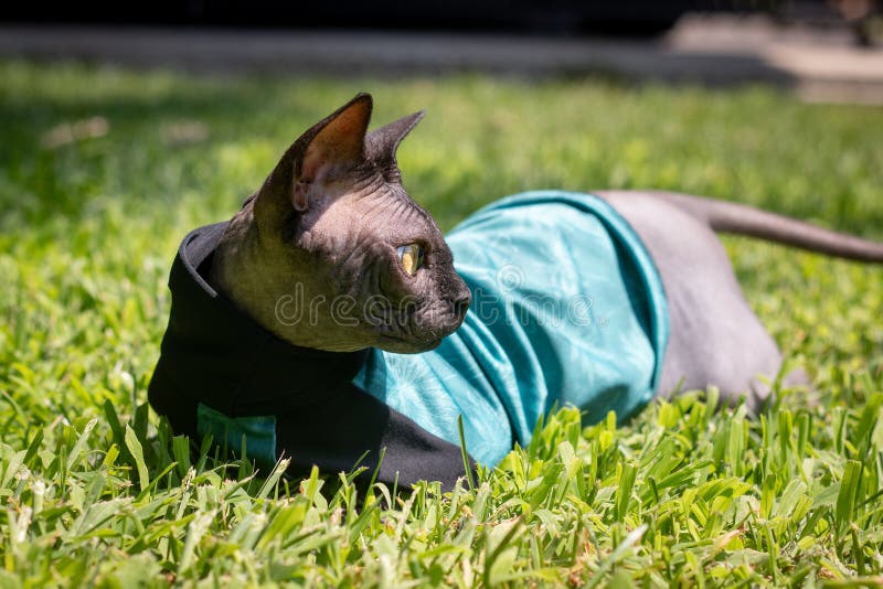 Black Sphynx Hairless Cat with Sun Protection Clothes Exploring Stock ... Black Sphynx Hairless Cat with Sun Protection Clothes Exploring Stock ...