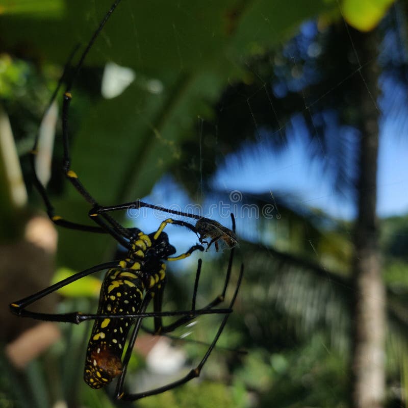 A Black Spider is Catching Its Prey Stock Image - Image of sunlight ...