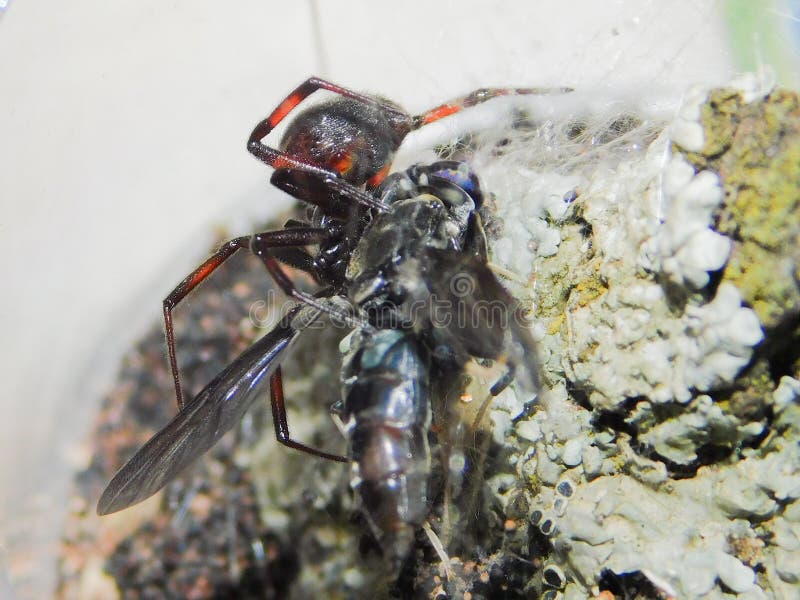 Black spider eating a bug stock image. Image of arachnid - 169515349
