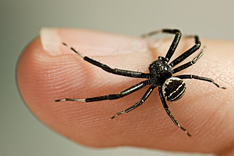 Black Spider in Finger Macro Stock Image - Image of arachnophobia ...